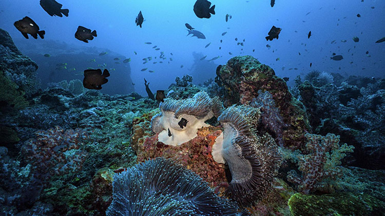 Explore the ocean in 24 hours - Environment