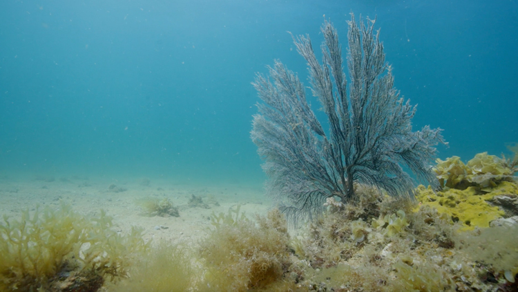 Rolex and Mission Blue - Exmouth Gulf and Ningaloo Coast Hope Spot - Video