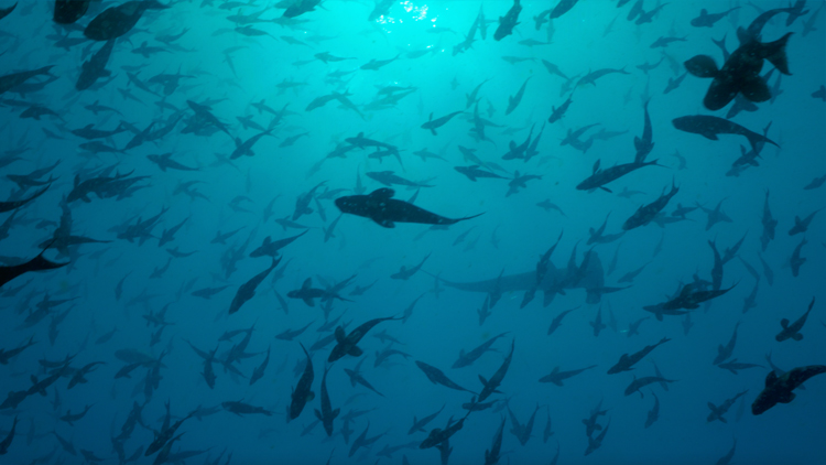 Rolex and Mission Blue - Malpelo Island Hope Spot - Episode 2