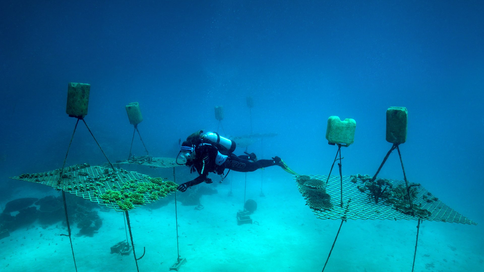 Reef rescue with the toughest corals - Rolex Awards